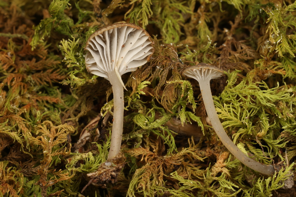 Hydropus praedecurrens from 368 Sequanota Rd, Jennerstown, PA 15547 ...