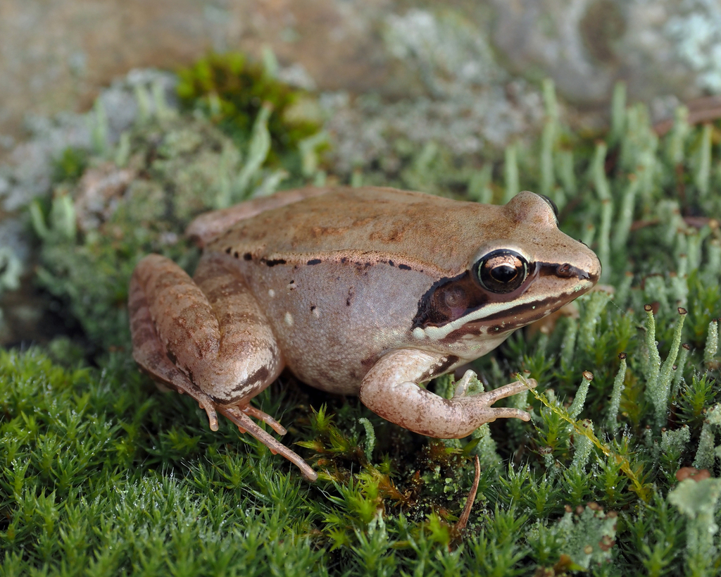 Wood Frog from Salem, NH 03079, USA on September 9, 2023 at 07:06 AM by ...
