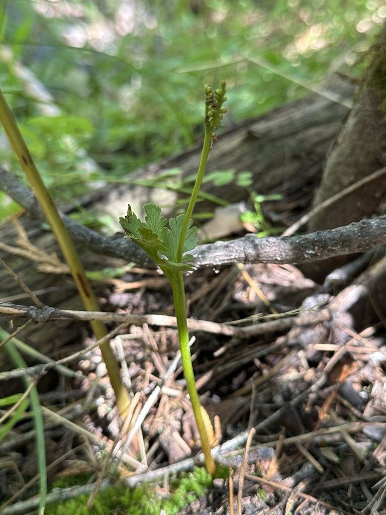 northwestern moonwort in September 2023 by Matt Berger · iNaturalist