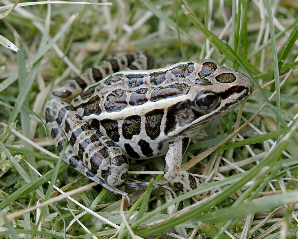 Pickerel Frog from Salem, NH 03079, USA on September 6, 2023 at 09:21 ...