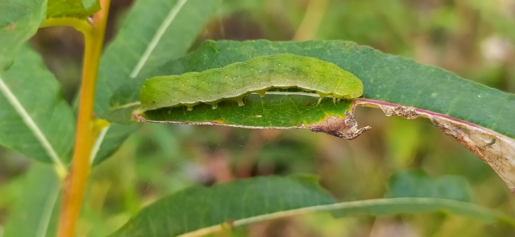 Small Angle Shades from Свердловская обл., Россия, 624943 on September ...