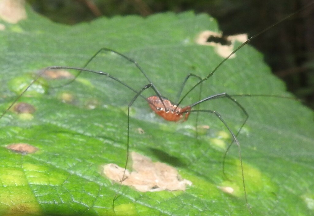 Eastern Harvestman from Sharon Creek, London, ON, Canada on September 7 ...