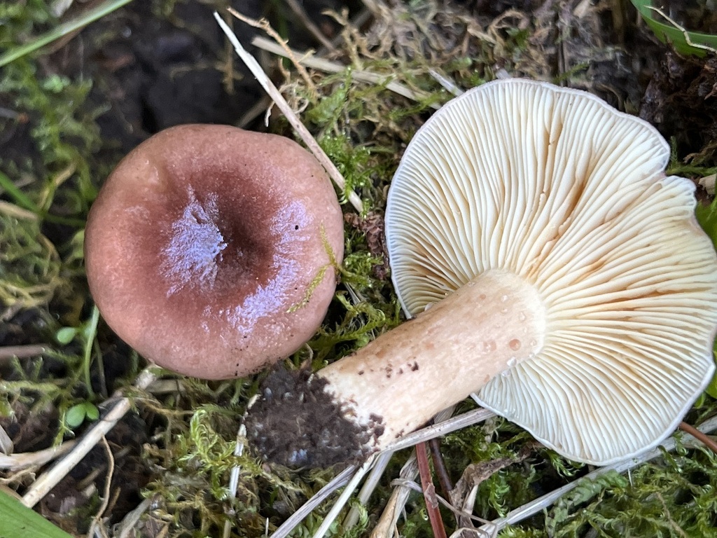 tacked milkcap in September 2023 by Joe Matanzas · iNaturalist