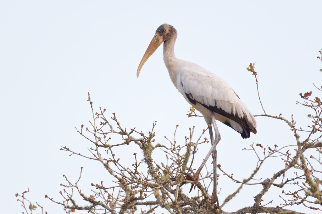 Wood Stork from Brazos County, TX, USA on September 9, 2023 at 07:39 AM ...