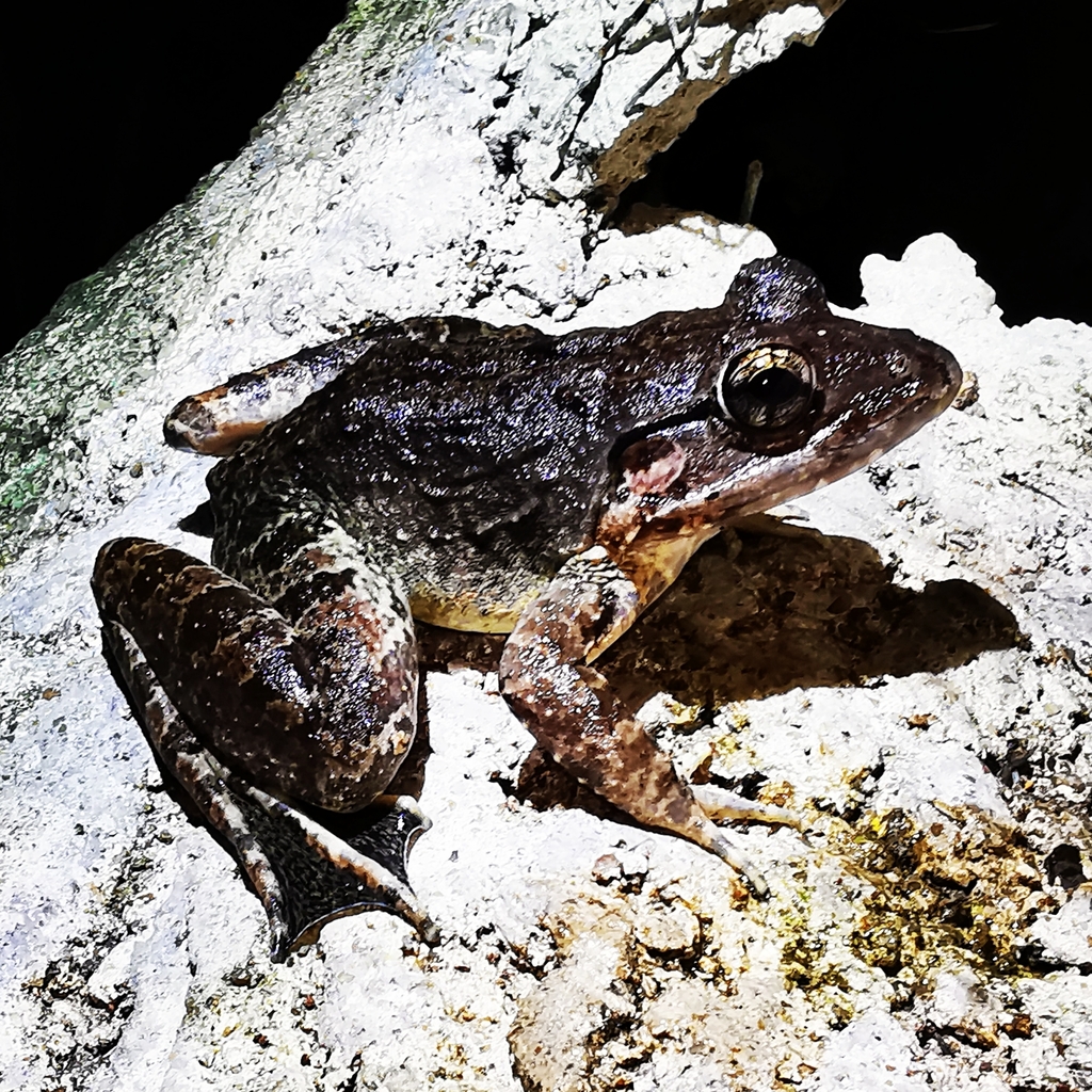 Blyth's River Frog in September 2023 by Roman Burkardt · iNaturalist