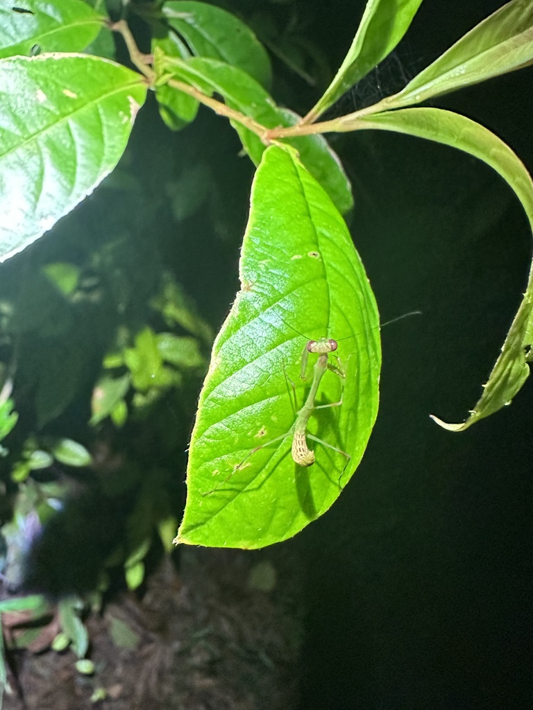 Camelomantis in September 2023 by Jiayuan Lin · iNaturalist