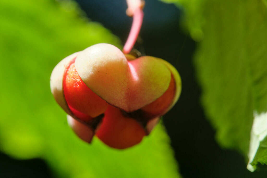 western burning bush (Euonymus occidentalis) - Botanical Realm