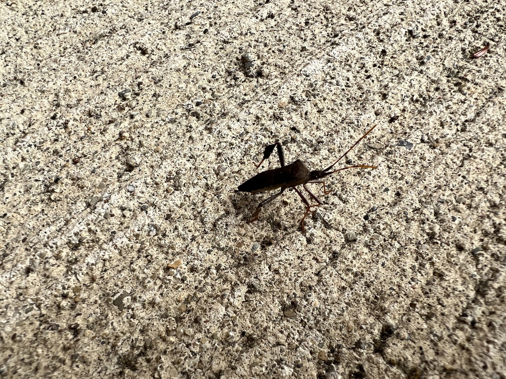 Northern Leaf-footed Bug from Stare Rd, Newark, OH, US on September 9 ...
