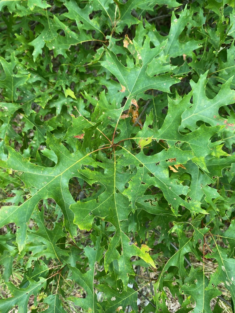 scarlet oak from Sequanota on September 4, 2023 at 01:24 PM by ...