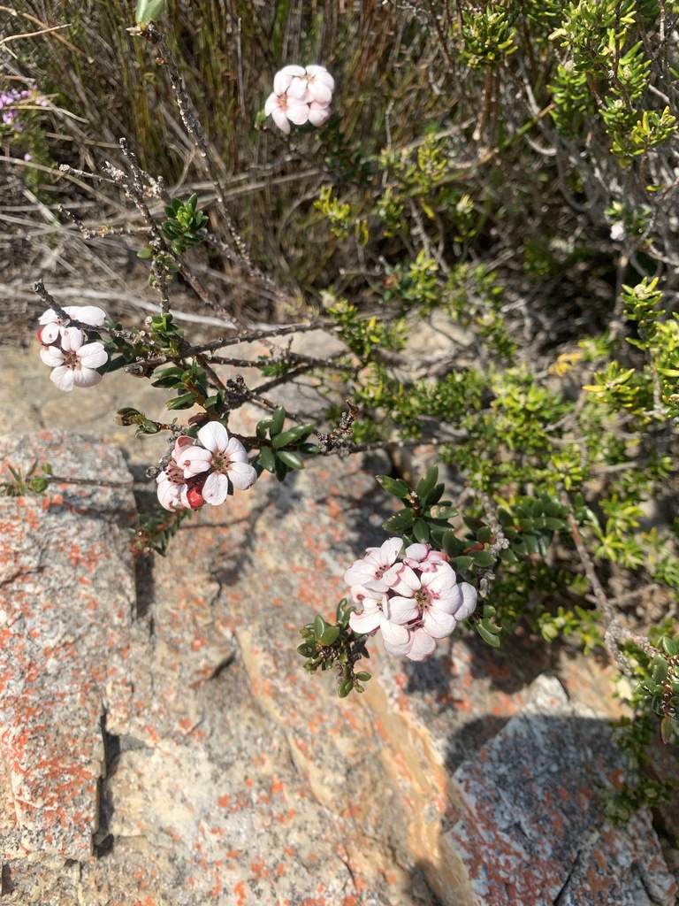 Chinaflower from Grootbos Private Nature Reserve, Greater Hermanus, WC ...