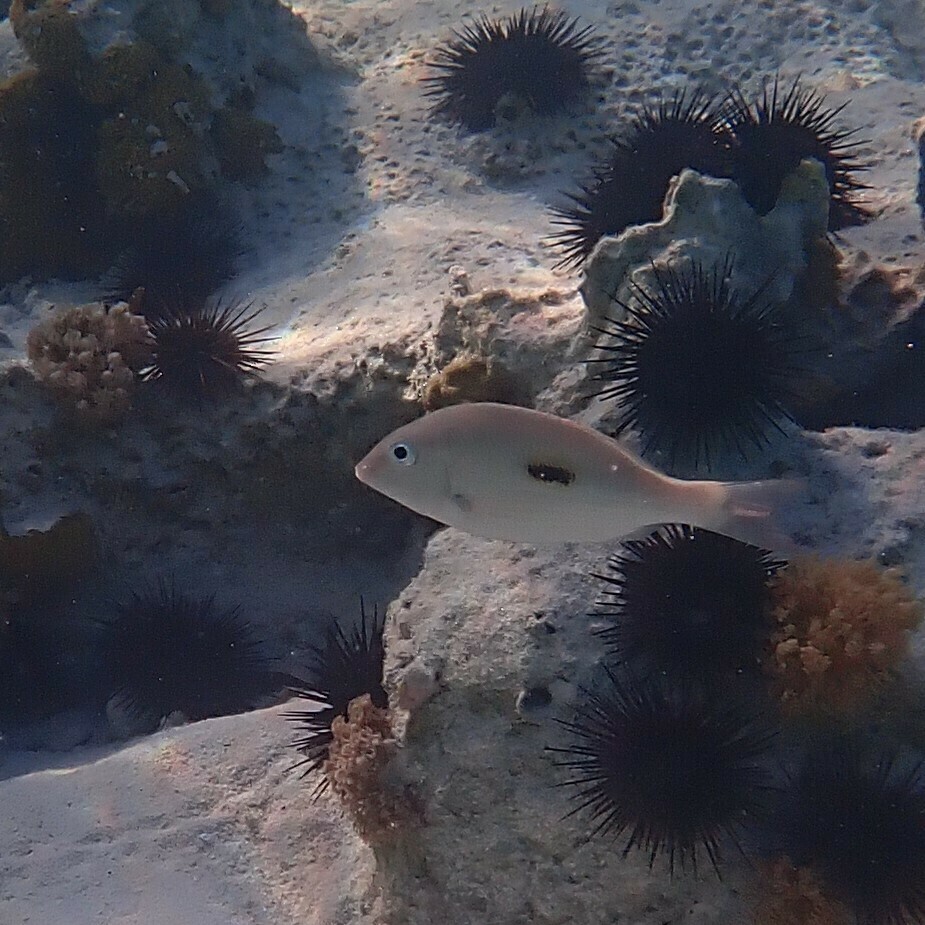 Thumbprint Emperor from Kusini, TZ-ZS, TZ on January 2, 2023 at 05:23 ...