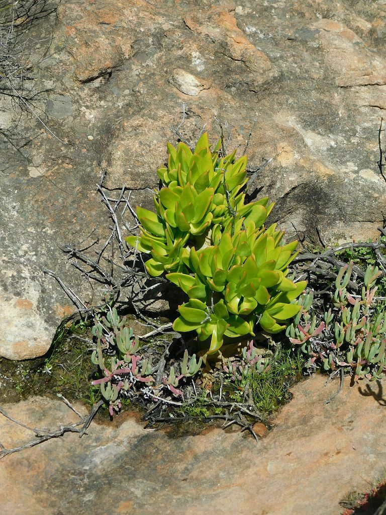 Botterboom from Lokenburg Farm Nieuwoudtville, 8180, South Africa on ...