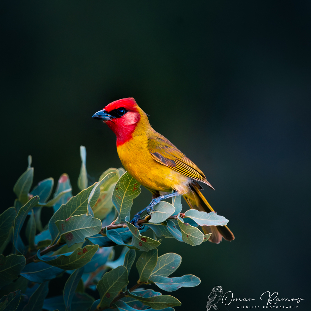 Red-headed Tanager from Carretera Guachochi - Baborigame KM 35 Centro ...