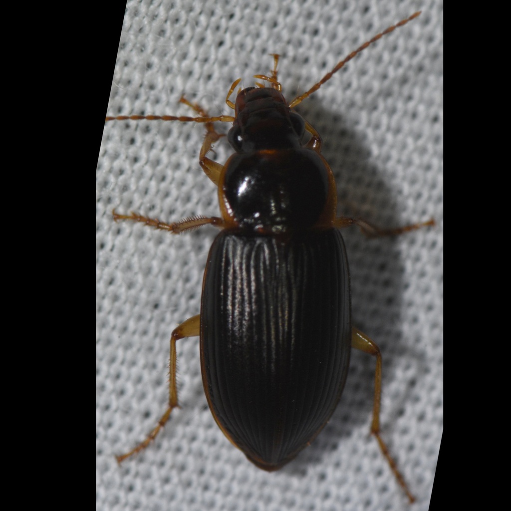 Notiobia terminata from Baltimore County, MD, USA on July 28, 2023 at ...