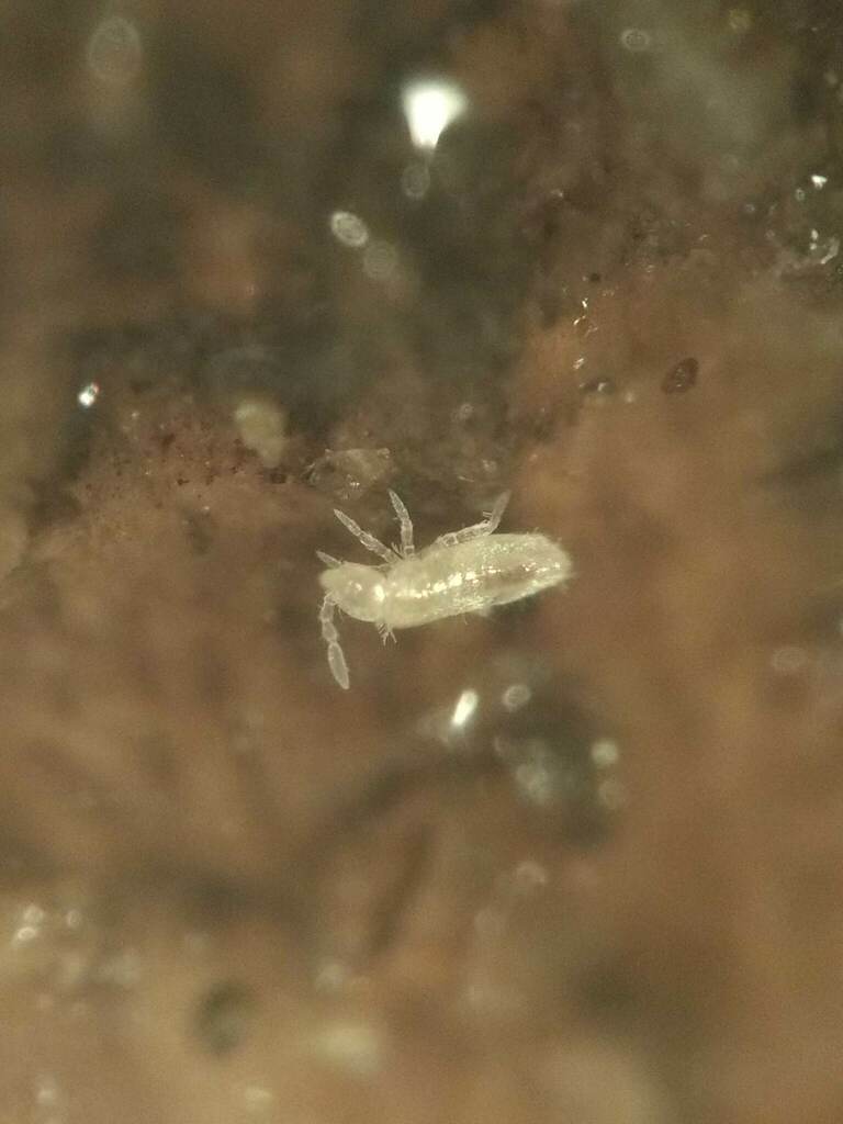 Springtails in August 2023 by Michele Jones · iNaturalist