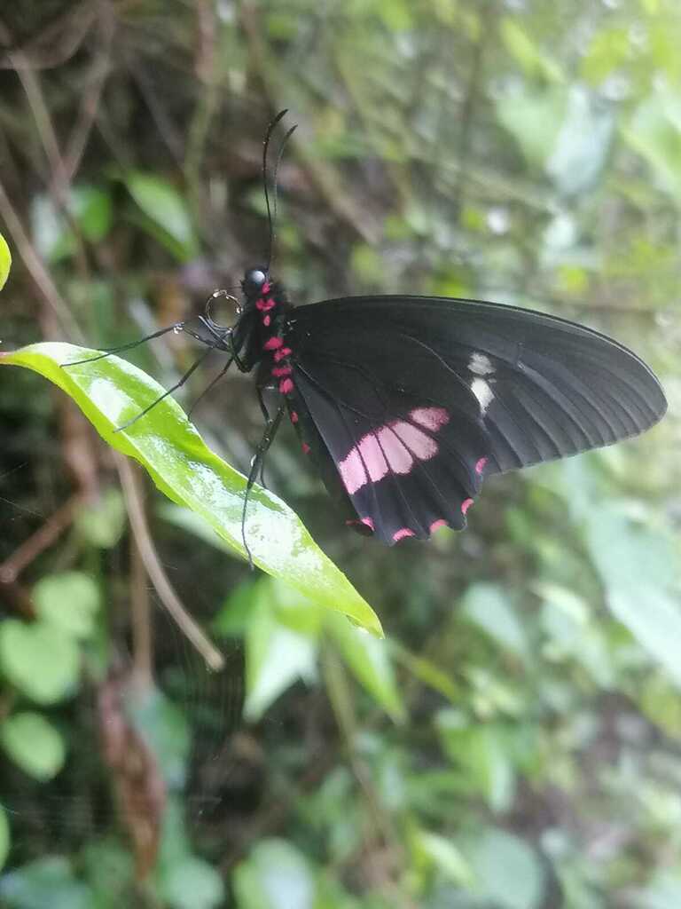 True Cattleheart in July 2023 by Sergio A. Estrada · iNaturalist