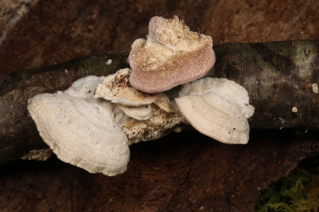Trichaptum subchartaceum from 368 Sequanota Rd, Jennerstown, PA 15547 ...