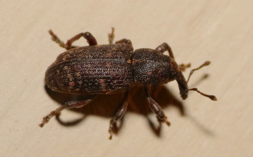 Pales Weevil (Hylobius pales) · iNaturalist United Kingdom