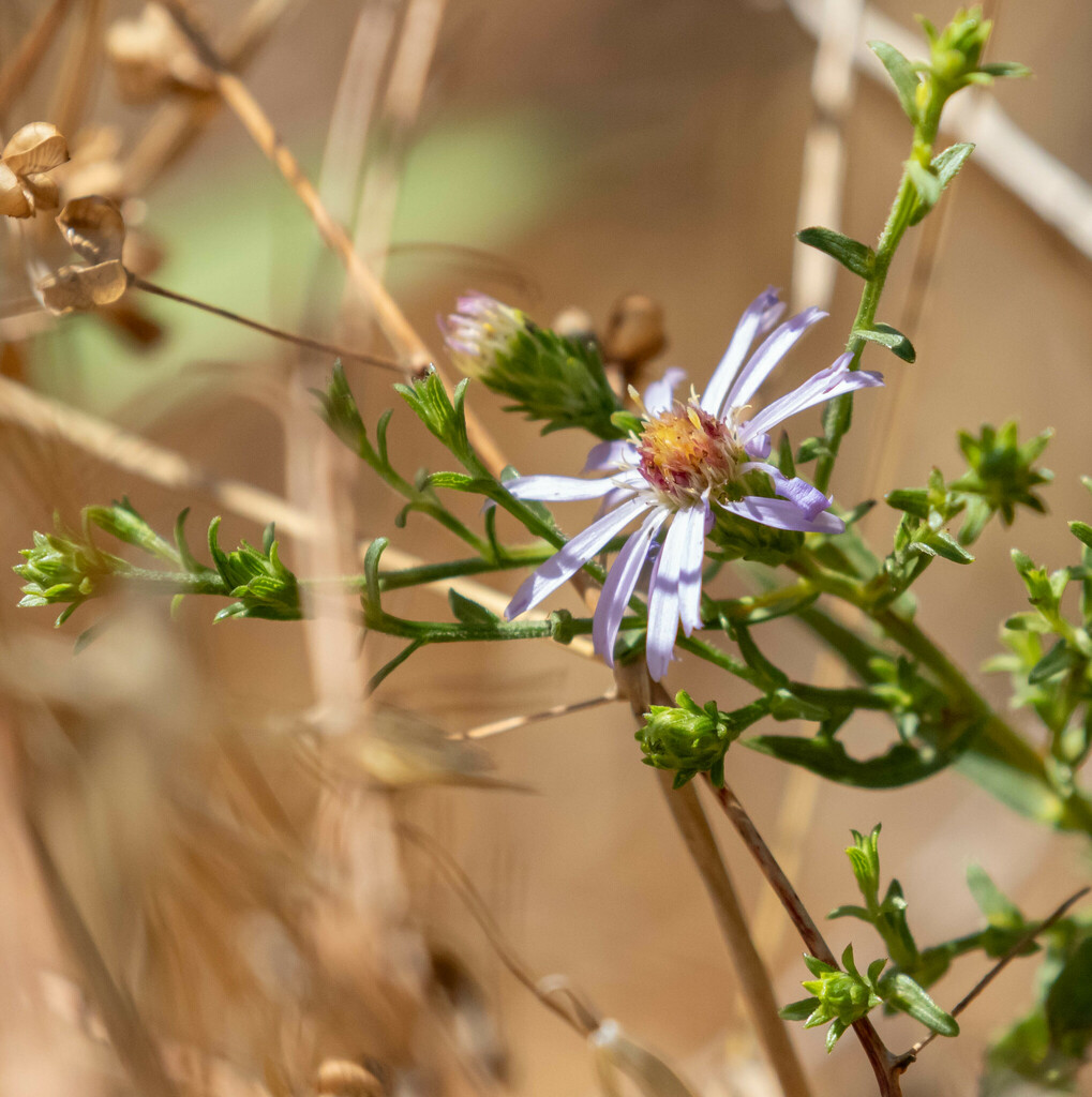 Siskiyou aster from Mount Diablo State Park - South, Contra Costa ...