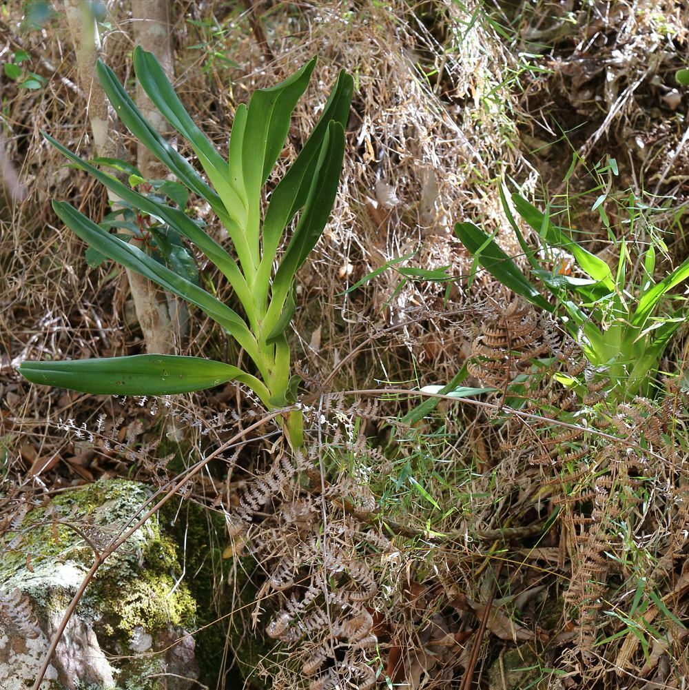 Angraecum sororium in April 2023 by lemurtaquin · iNaturalist