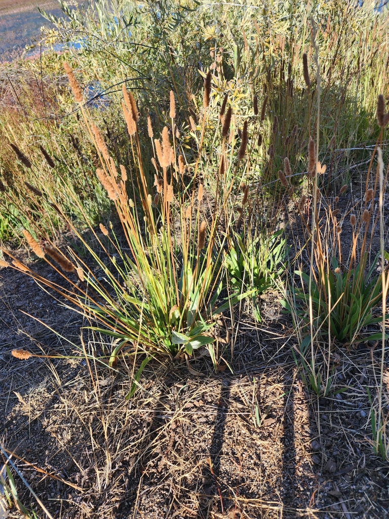 ribwort plantain from South Lake Tahoe, CA 96150, USA on September 9 ...