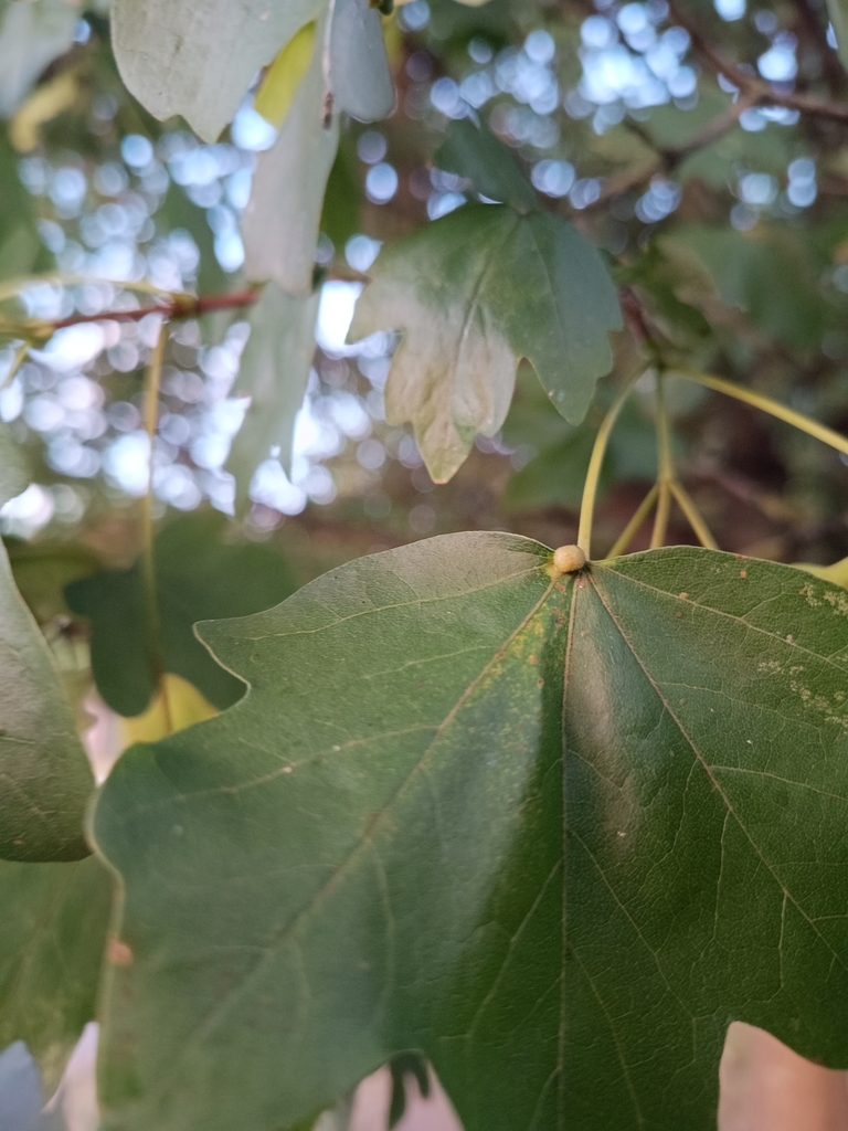 solitary maple leaf gall mite from Joseph Lowe, Uxbridge UB8 2DR, UK on ...