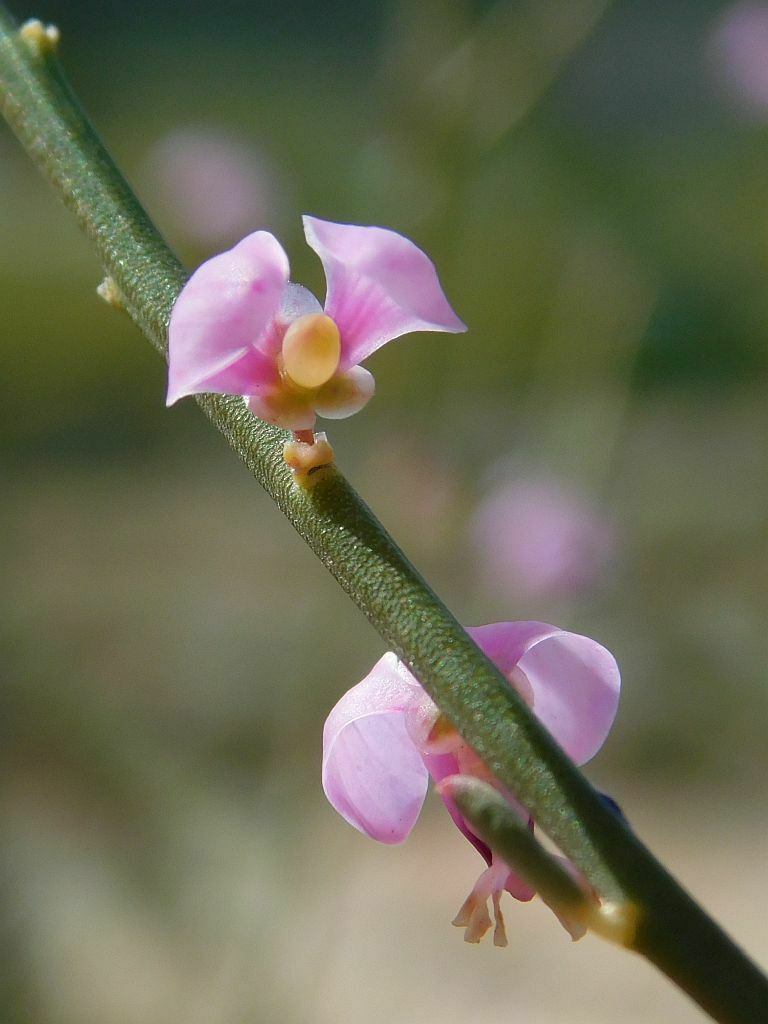 tortoise berry from Lokenburg Farm Nieuwoudtville, 8180, South Africa ...