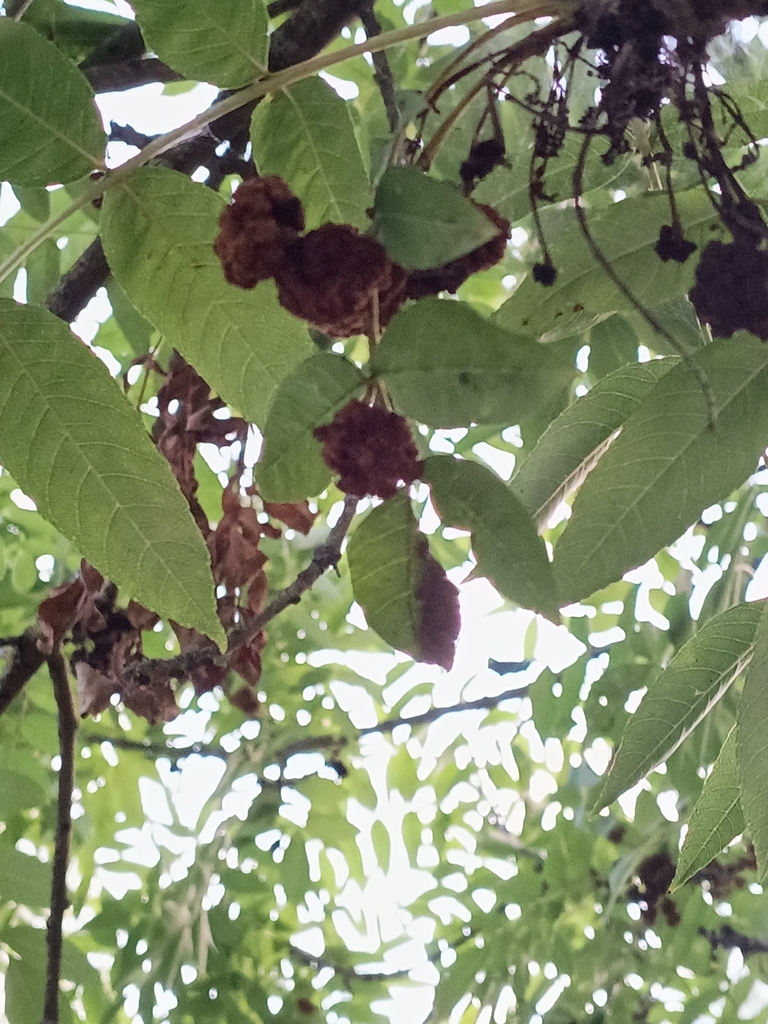 Ash Key Gall Mite from Uxbridge UB8 3PH, UK on September 9, 2023 at 07: ...