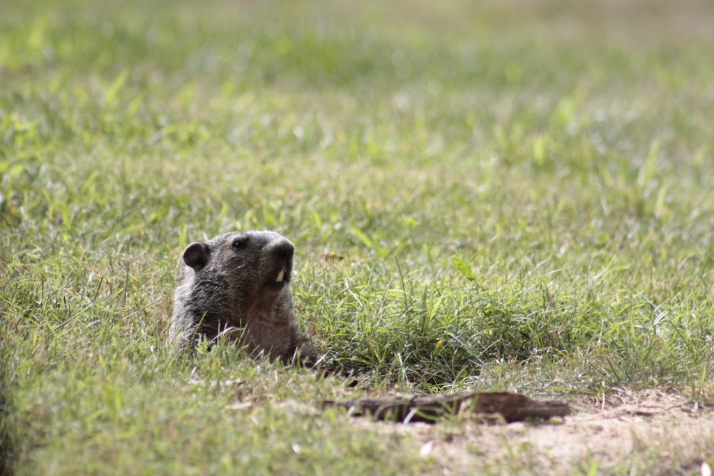 Groundhog from Washington, MO, USA on September 6, 2023 at 03:06 PM by ...