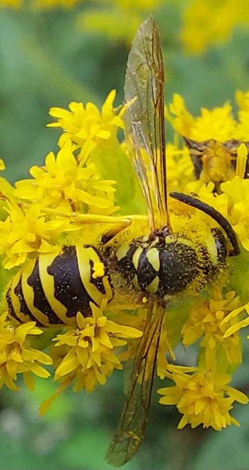 Eastern Yellowjacket in September 2023 by ecota55 · iNaturalist