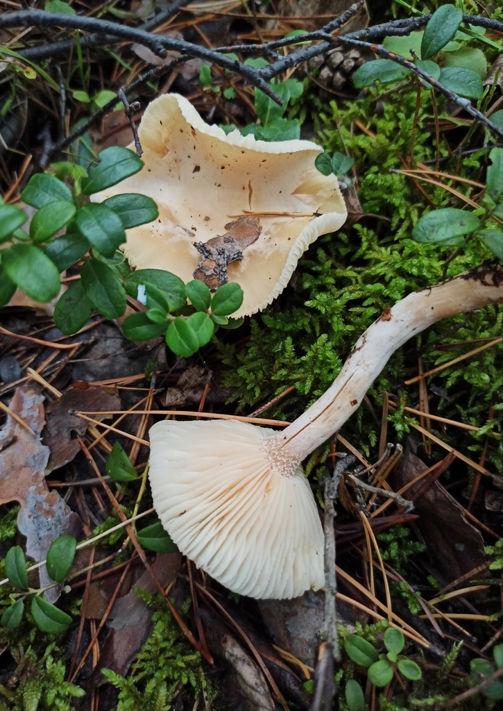 Fool's Funnel from Свердловская обл., Россия, 624016 on September 2 ...