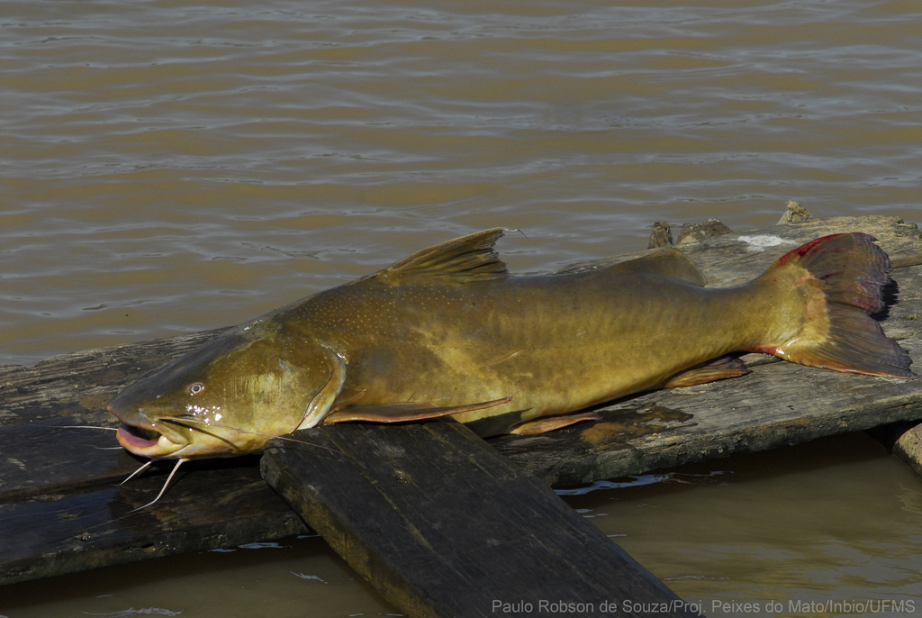 Jaú Catfish from Corumbá - MS, Brasil on November 17, 2007 at 08:02 AM by Paulo Robson de Souza ...