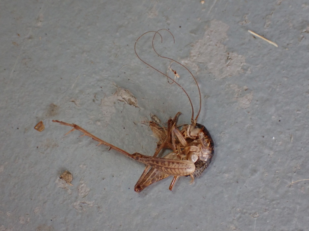 Camel Crickets, Cave Crickets, and Cave Wēta from Franklin County, MO ...