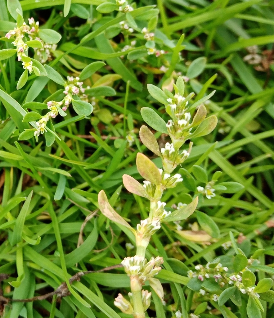 Northern Knotgrass in September 2023 by Pennyinsole · iNaturalist