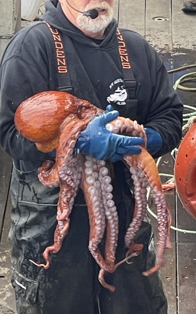 Giant Pacific Octopus from Annette Bay, Annette Island Reserve, AK, US ...