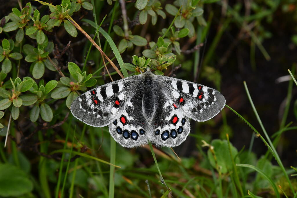 Common Blue Apollo from 西藏自治区日喀则市吉隆县吉隆镇 邮政编码: 858701 on July 17, 2021 ...
