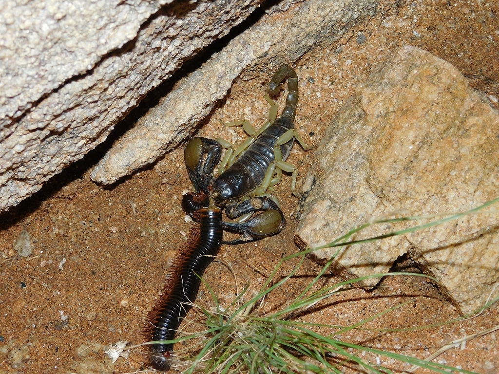 Robust Burrowing Scorpion from Namakwa District Municipality, South ...