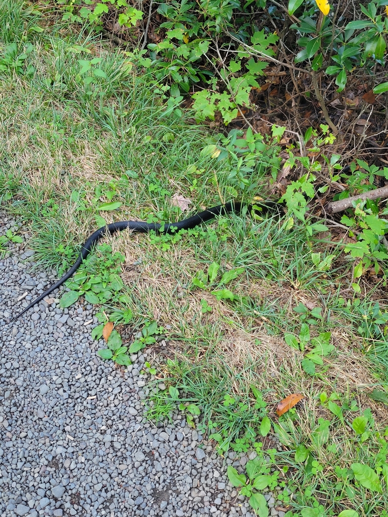 Eastern Ratsnake from Gardiner, NY 12525, USA on September 9, 2023 at ...