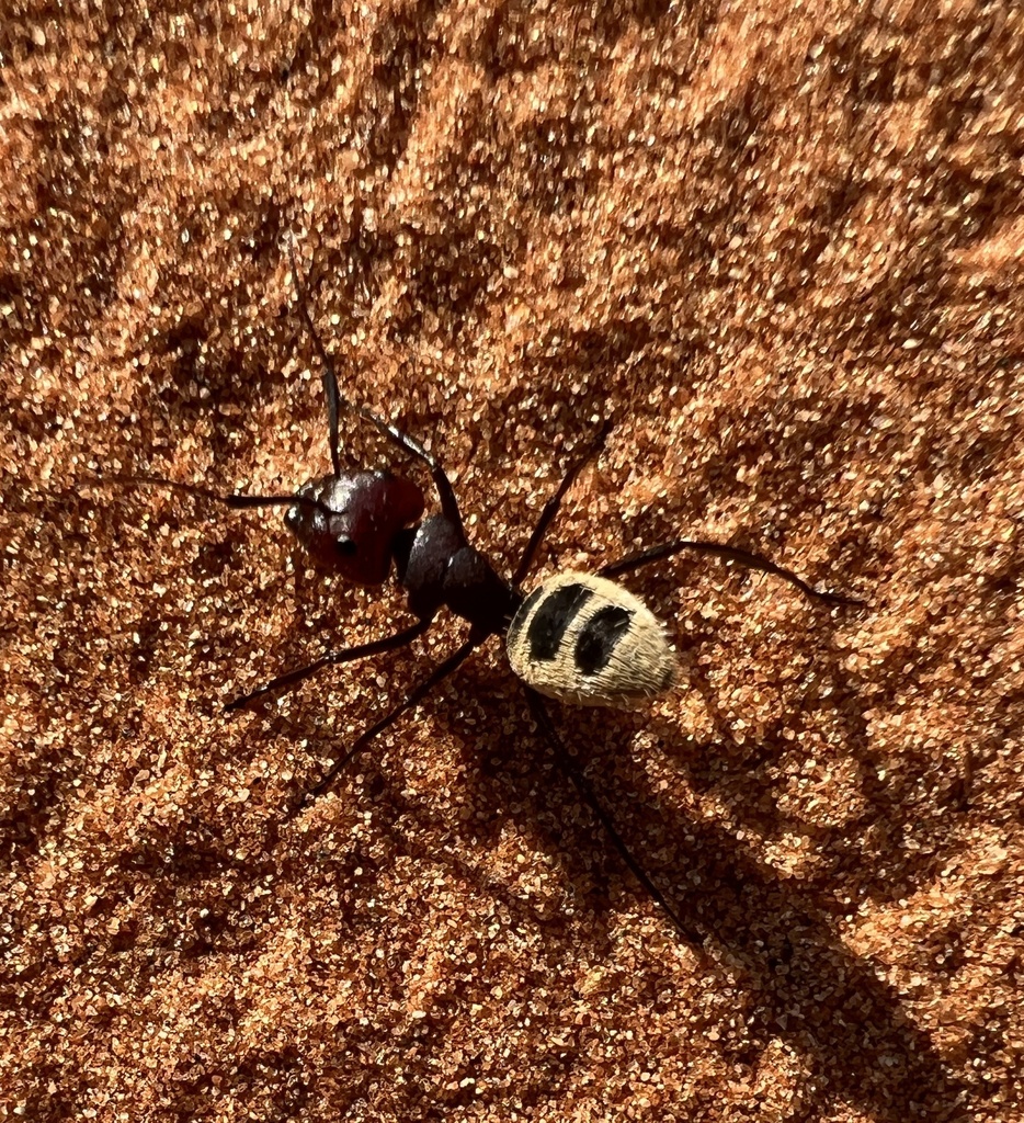Namib Desert Dune Ant from Khomas, NA on September 9, 2023 at 10:05 AM ...