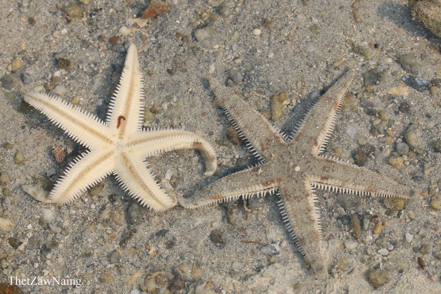 Indo-Pacific Comb Star from Kawthoung, Myanmar (Burma) on March 22 ...