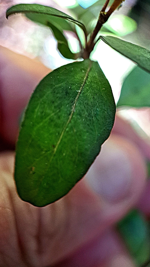 Coprosma colensoi from 9884, New Zealand on September 9, 2023 at 01:02 ...
