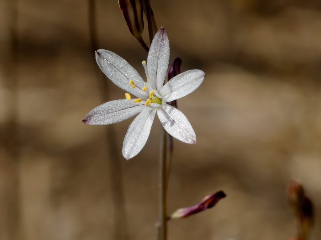 Red Sea Squill from Chéraga, Algérie on September 9, 2023 at 03:58 PM ...