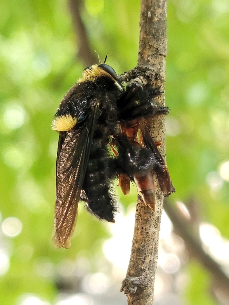 Beelzebub Bee-eater from Contry La Silla 5o Sector, 67173 Guadalupe, N ...