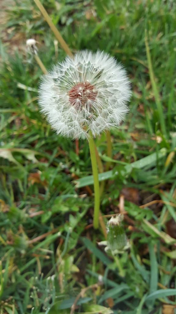 red-seeded dandelion (Plants of Dallas/Fort Worth) · iNaturalist