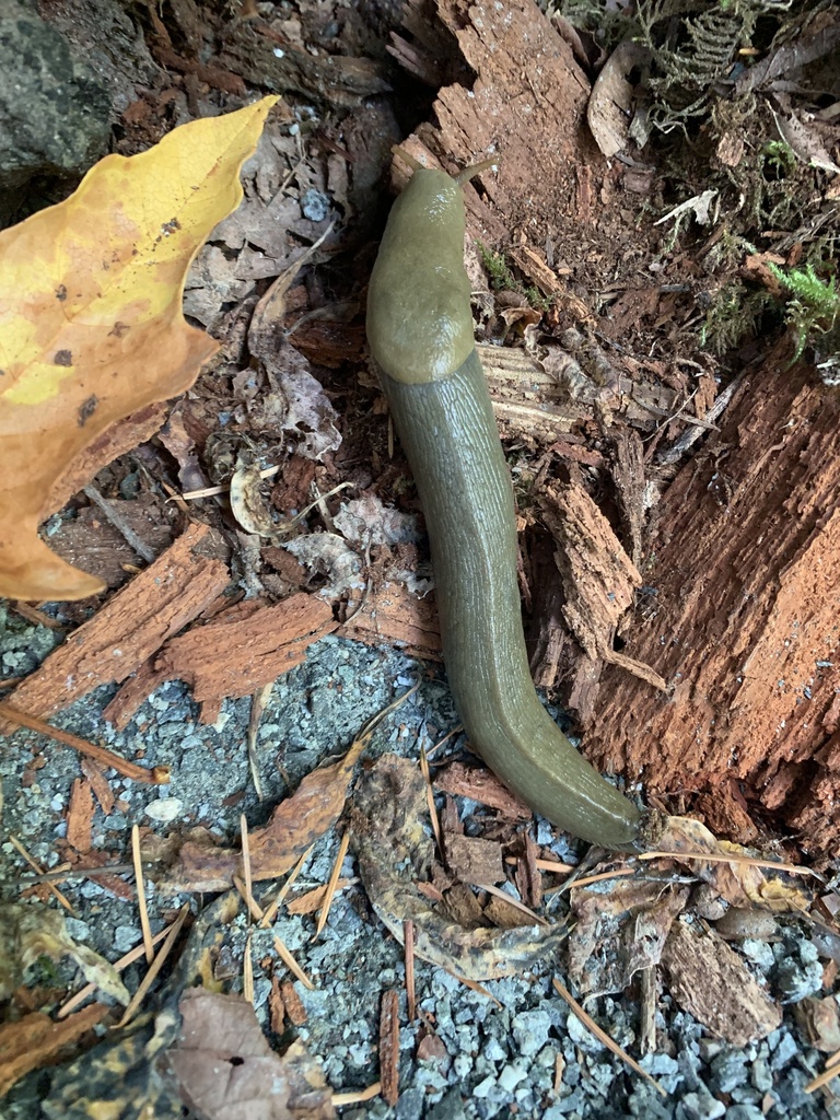 Pacific Banana Slug from Cowichan Valley, BC, CA on September 9, 2023 ...