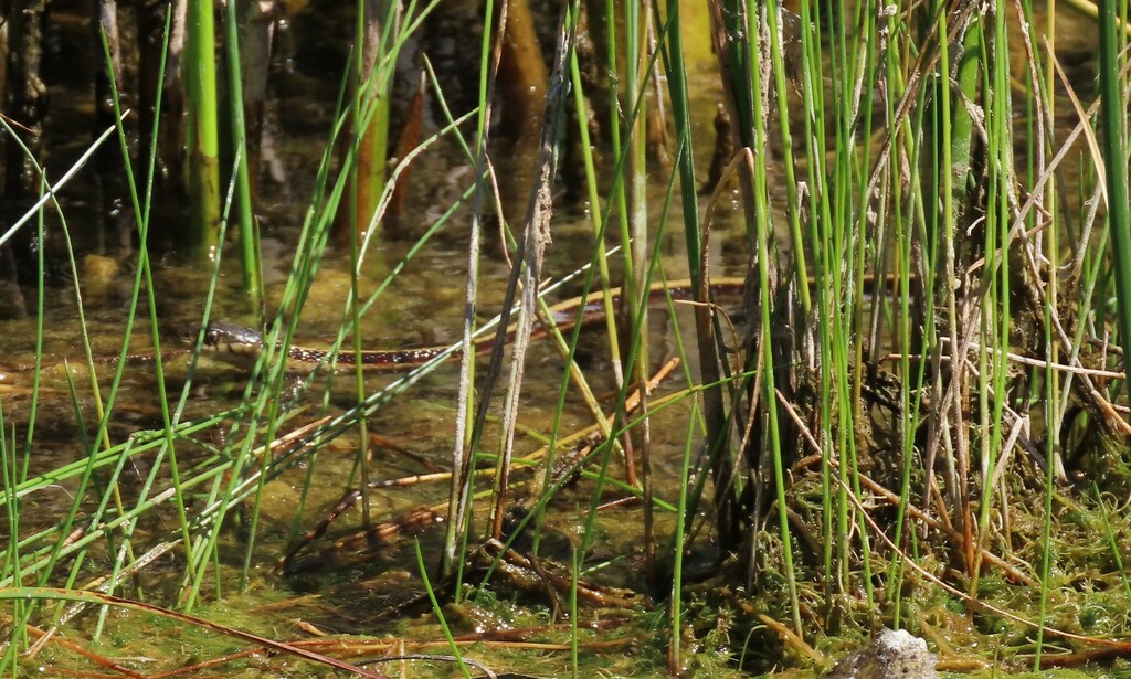 Red-sided Garter Snake in September 2023 by Lori Zabel · iNaturalist