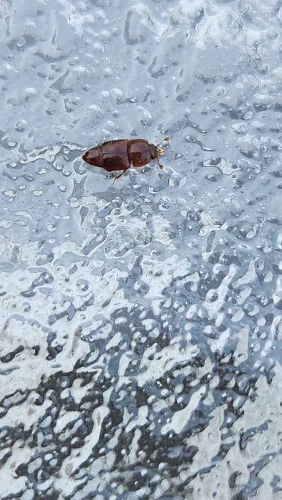 Water, Rove, Scarab, Long-horned, Leaf, and Snout Beetles from Beaver ...