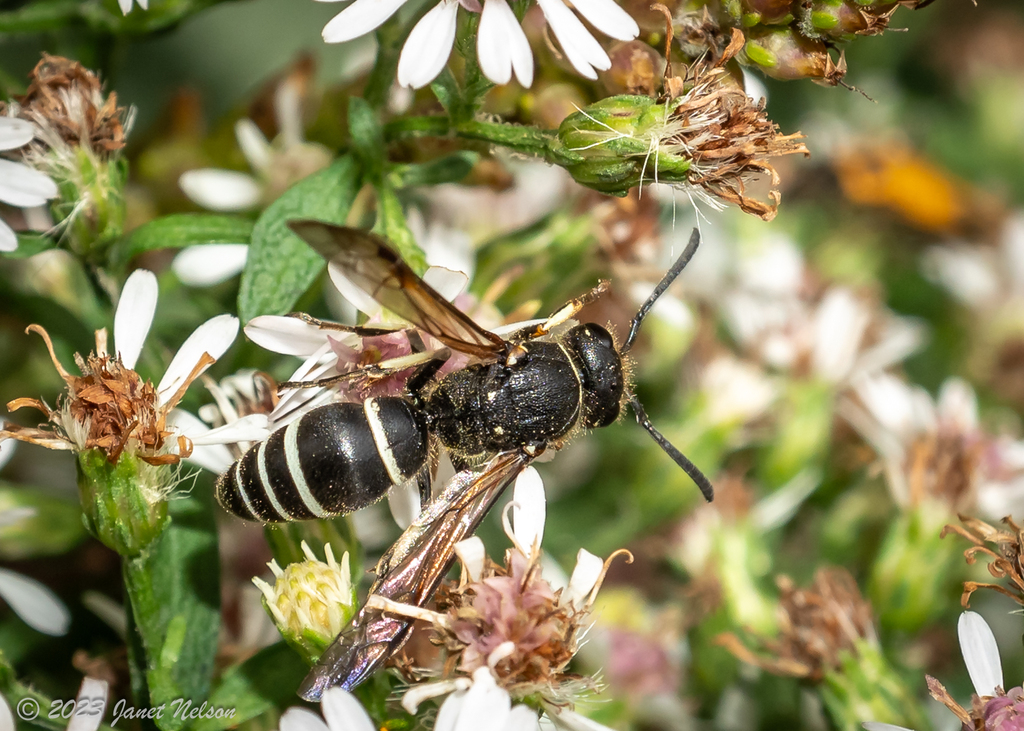 White-banded Potter Wasp from Hubbard County, MN, USA on September 9 ...