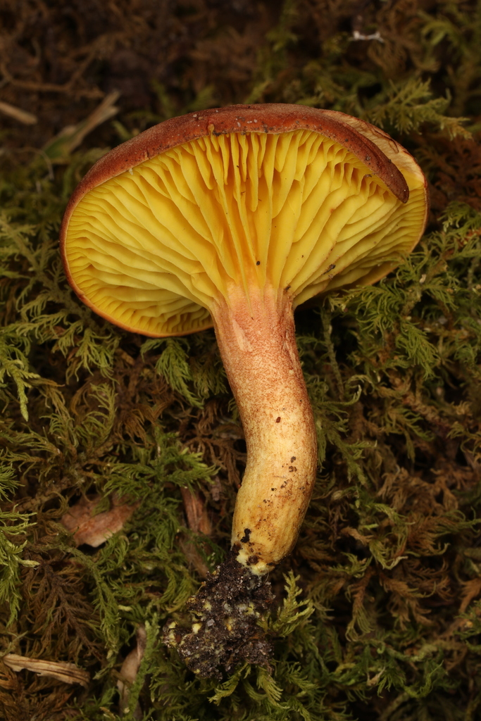 Golden Gilled Bolete from 368 Sequanota Rd, Jennerstown, PA 15547, USA ...