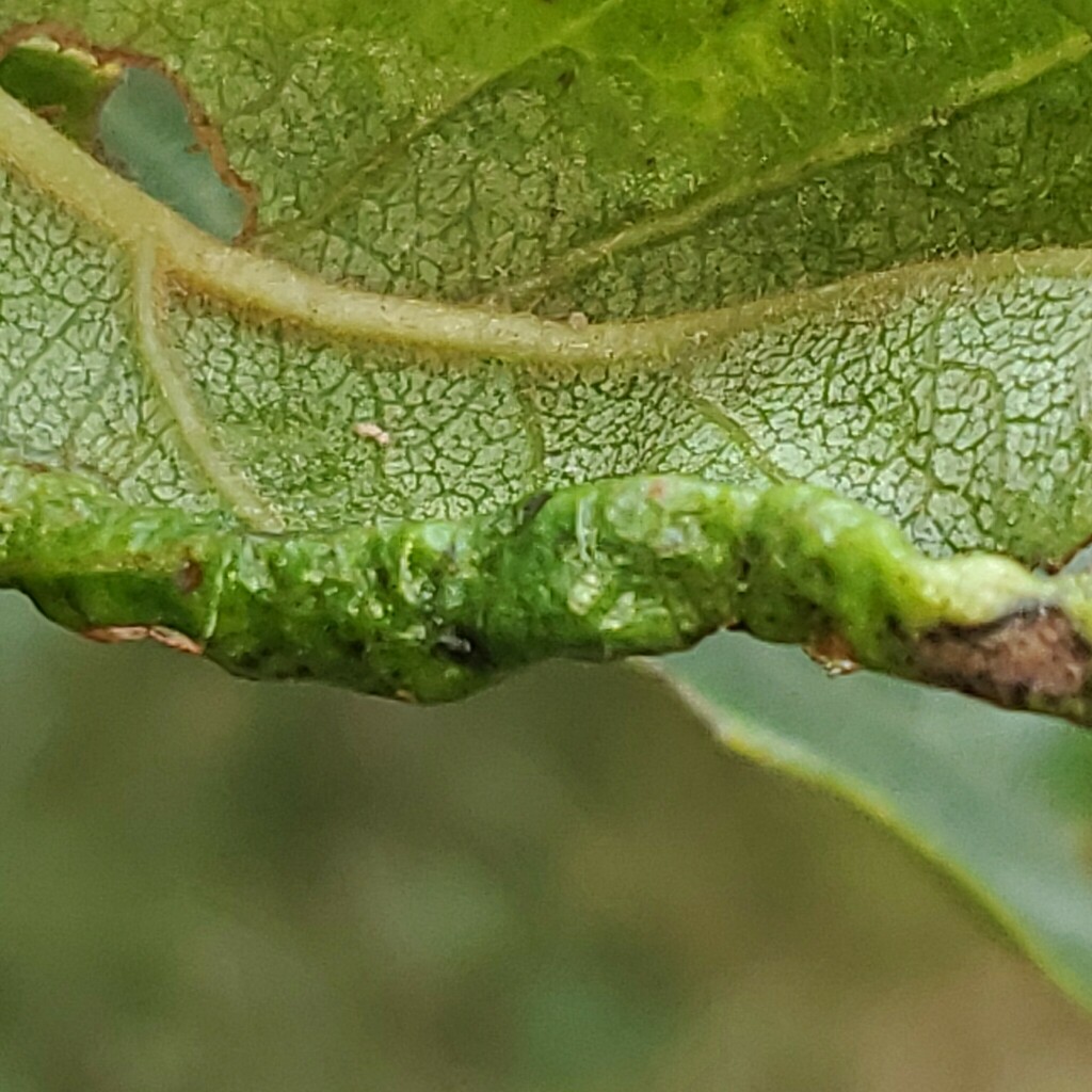 Persimmon Psyllid from Walker, Texas, United States on September 8 ...